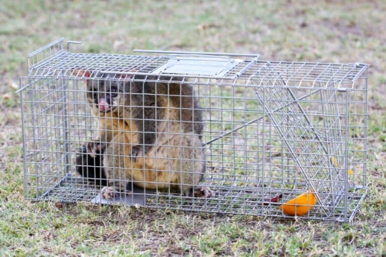 Do Possums Eat Chickens? How to Keep Them Away?