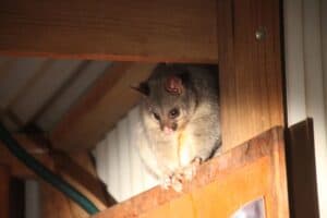Do Possums Eat Chickens? How to Keep Them Away?