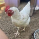 18 Popular Chicken Colors: Facts You Didn’t Know