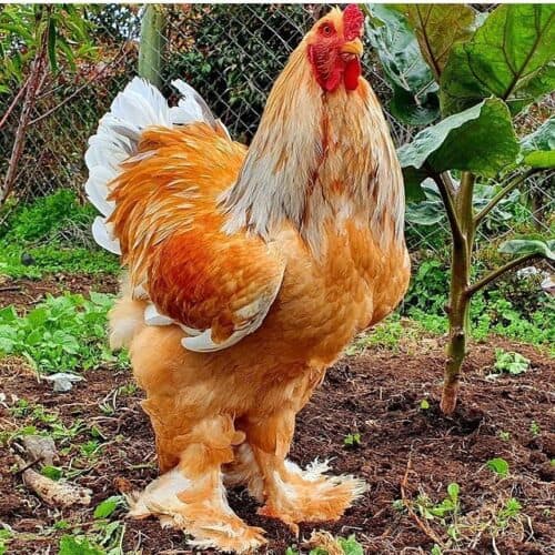 Top 12 Fluffy Chicken Breeds - The Everyday Mom Life