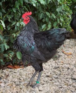 Top 12 Largest Chicken Breeds: With Comparison Table