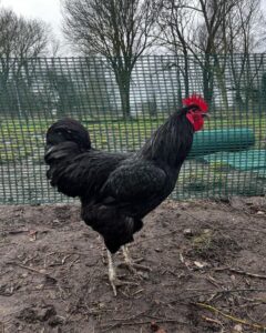 Top 12 Largest Chicken Breeds: With Comparison Table