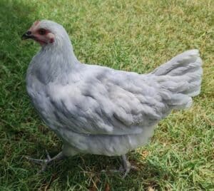 18 Popular Chicken Colors: Facts You Didn’t Know