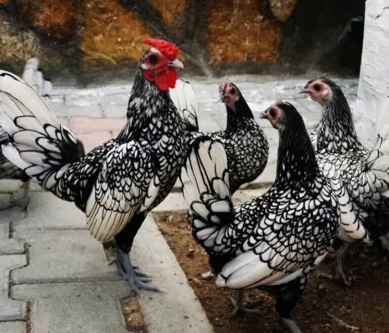 18 Popular Chicken Colors: Facts You Didn’t Know