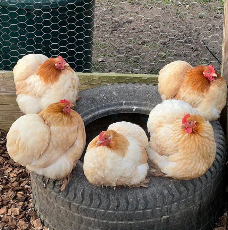 18 Popular Chicken Colors: Facts You Didn’t Know