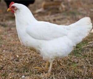 18 Popular Chicken Colors: Facts You Didn’t Know