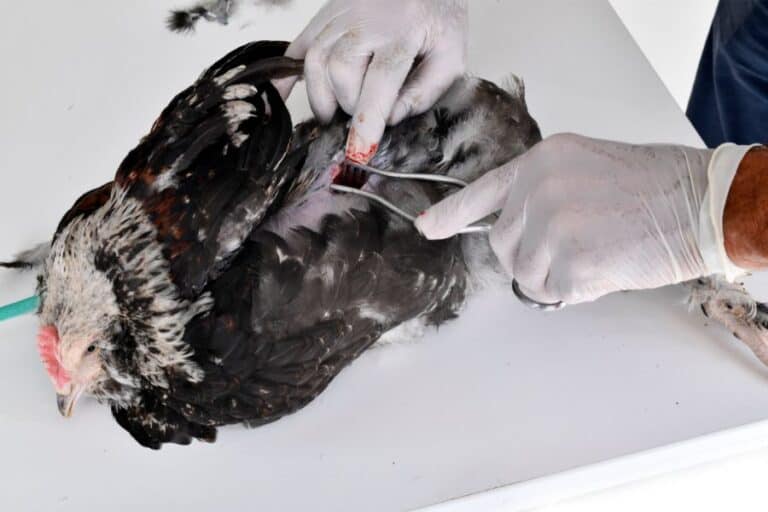 How To Stop A Rooster From Crowing: 9 Ways To Restore Peace