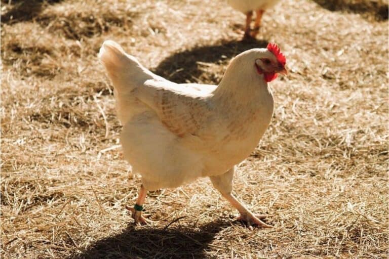 Amberlink Chicken: An Egg-Laying Champion