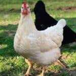 Amberlink Chicken: An Egg-Laying Champion