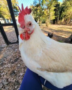 Amberlink Chicken: An Egg-Laying Champion