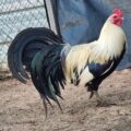 Top 9 Fighting Roosters Breeds & How To Spot The Best One