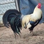 Top 9 Fighting Roosters Breeds & How To Spot The Best One