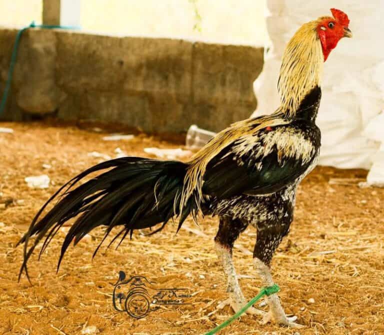 Top 9 Fighting Roosters Breeds & How To Spot The Best One