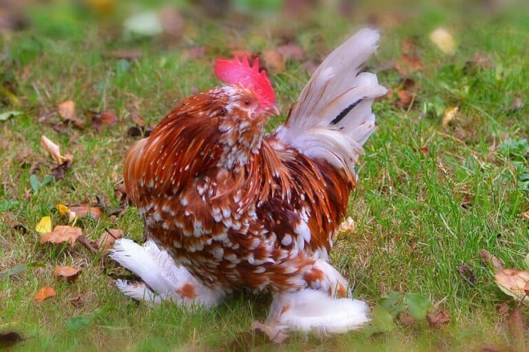 11 Chicken Breeds with Feathers on Feet