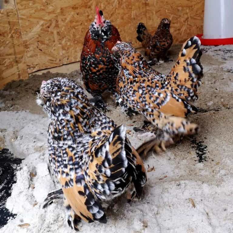 Top 15 Small Chicken Breeds: With Comparison Table
