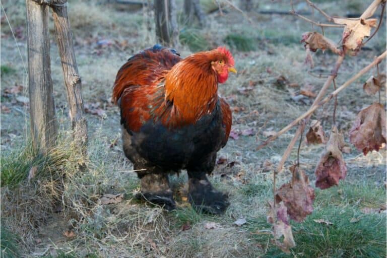 11 Chicken Breeds with Feathers on Feet