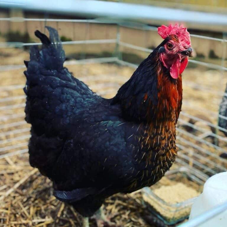 Black Star Chicken Breed: The Ultimate Guide