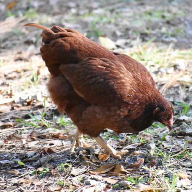 16 Best Brown Chicken Breeds You Should Know