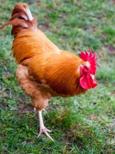 16 Best Brown Chicken Breeds You Should Know