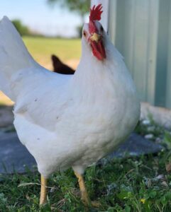 10 Chicken Breeds That Lay White Eggs