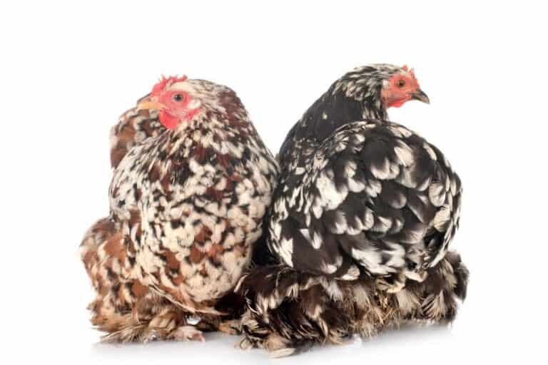 Top 15 Small Chicken Breeds: With Comparison Table