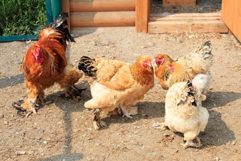 11 Chicken Breeds with Feathers on Feet
