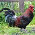 12 Unique and Rarest Chicken Breeds