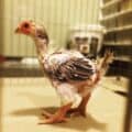 Dong Tao Chicken: $2000 Dragon Feet Bird