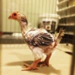 Dong Tao Chicken: $2000 Dragon Feet Bird