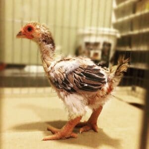 Dong Tao Chicken: $2000 Dragon Feet Bird