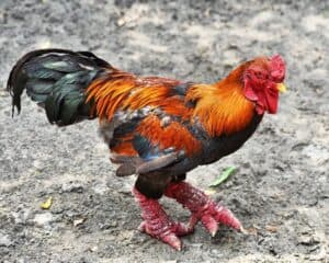 Dong Tao Chicken: $2000 Dragon Feet Bird