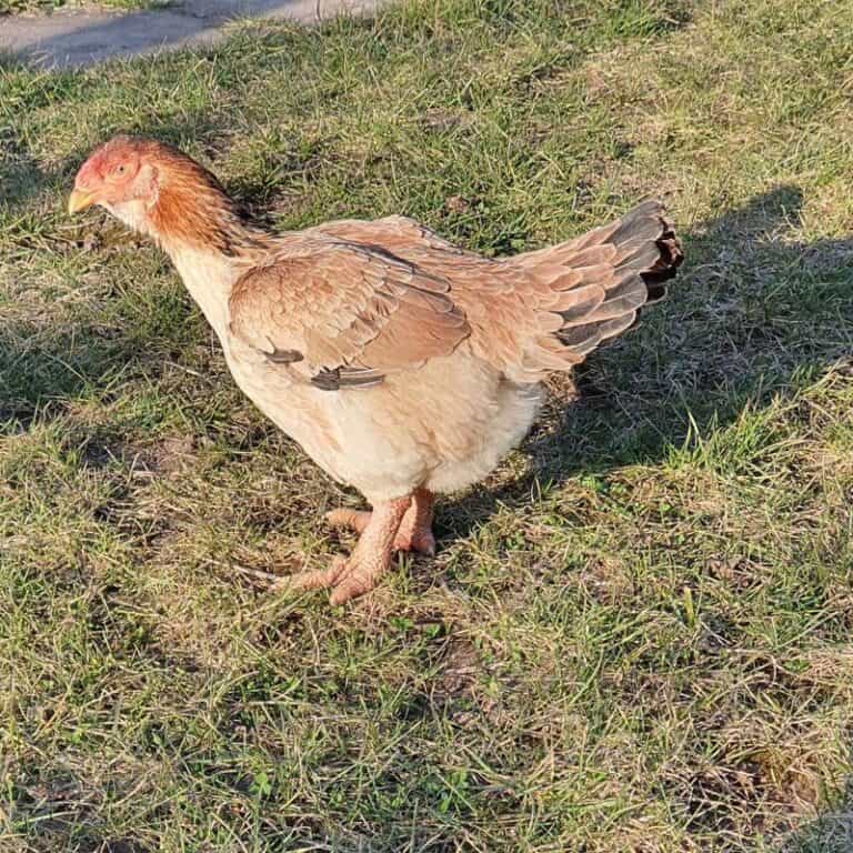 Dong Tao Chicken: $2000 Dragon Feet Bird