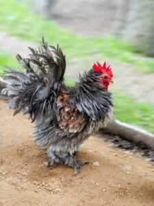 Top 12 Fluffy Chicken Breeds - The Everyday Mom Life