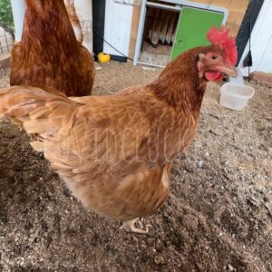16 Best Brown Chicken Breeds You Should Know