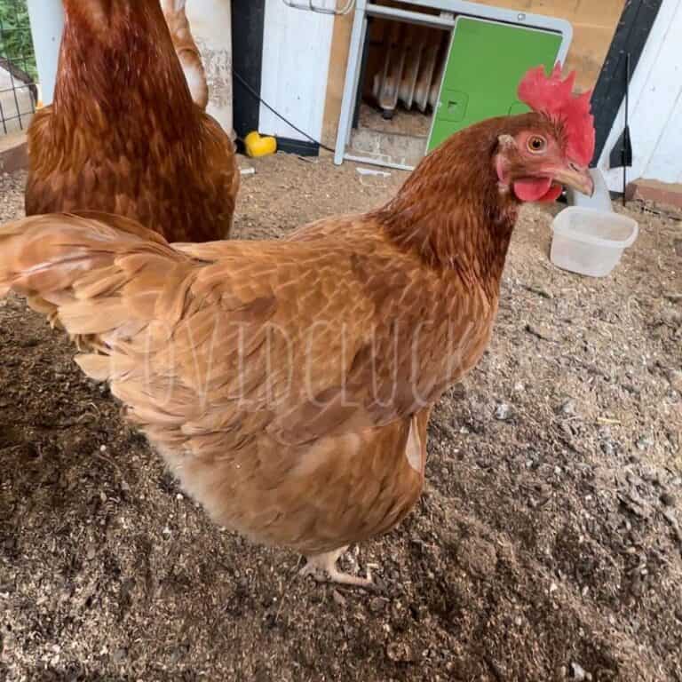 16 Best Brown Chicken Breeds You Should Know