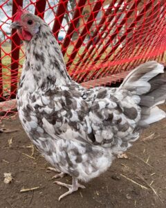 Isbar Chicken Profile: Lay Green Eggs Breed