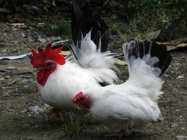 Top 15 Small Chicken Breeds: With Comparison Table
