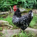 Top 10 Classic American Chicken Breeds