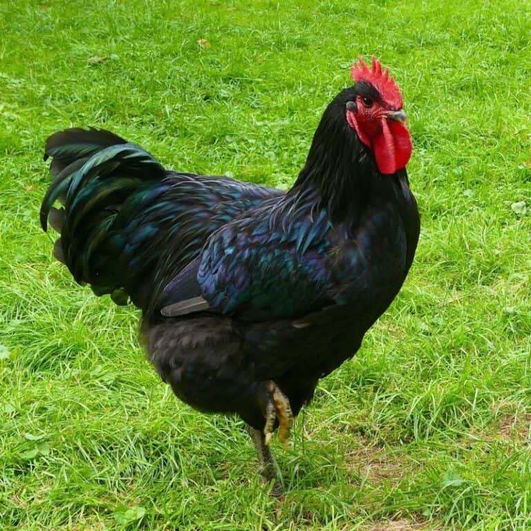 Top 10 Classic American Chicken Breeds