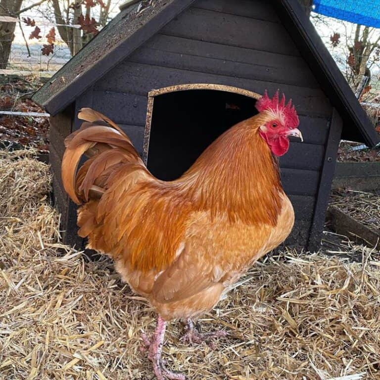 11 Yellow Chicken Breeds (Buff or Gold Colored)