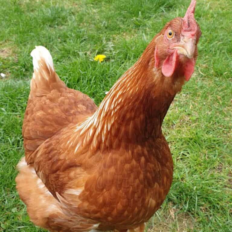 Lohmann Brown Chicken: High-Yield Egg Breed