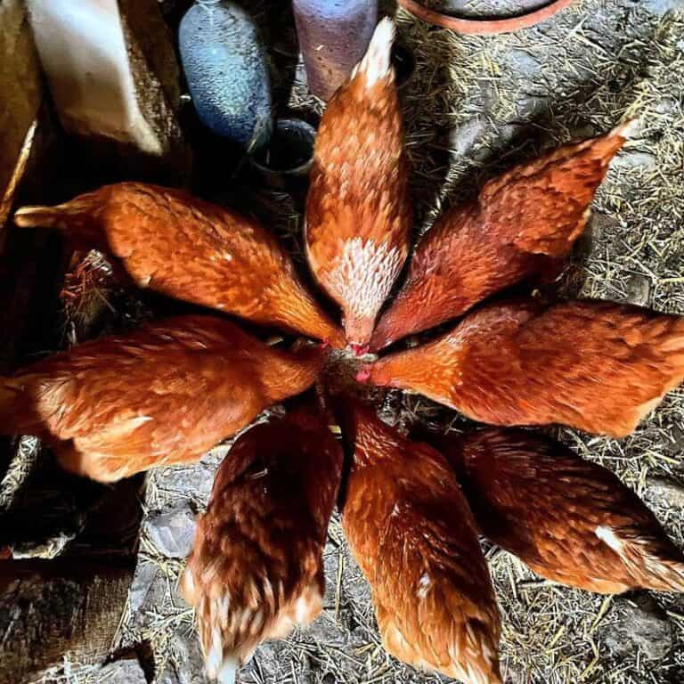 Lohmann Brown Chicken: High-Yield Egg Breed Lohmann Brown Chicken: High-Yield Egg Breed