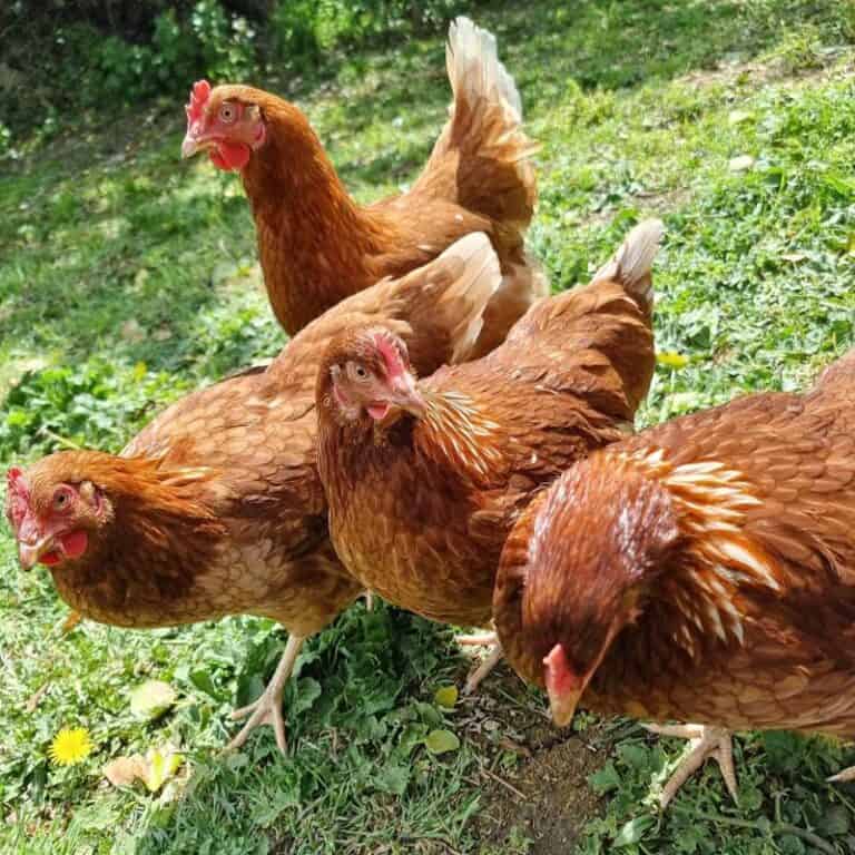 Lohmann Brown Chicken: High-Yield Egg Breed