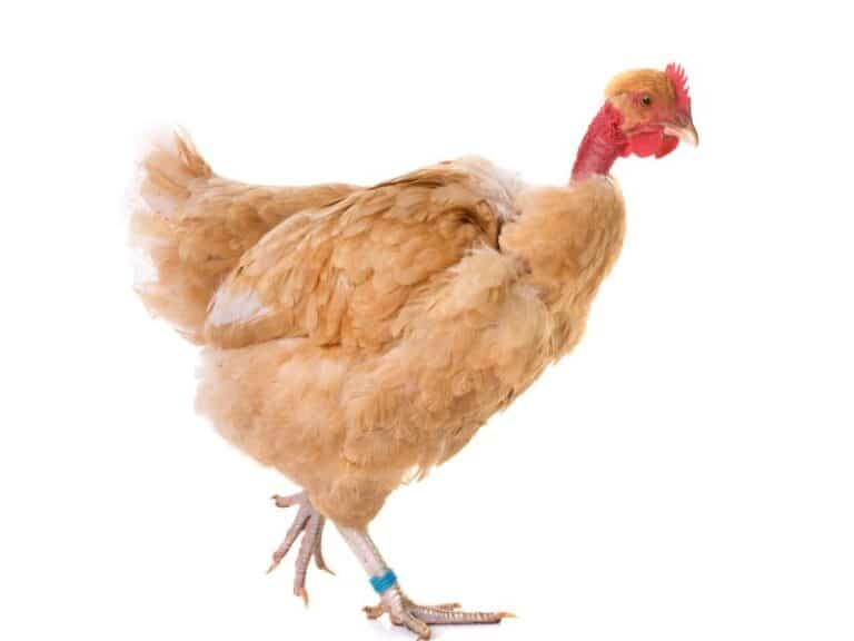 16 Best Brown Chicken Breeds You Should Know