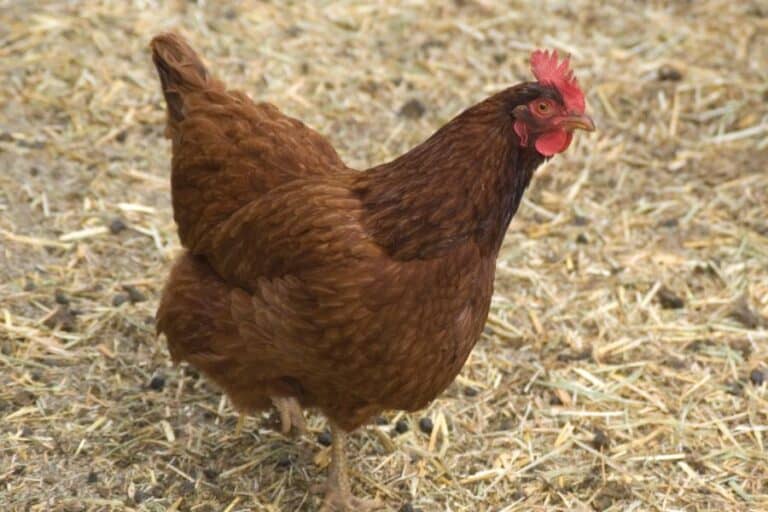 16 Best Brown Chicken Breeds You Should Know