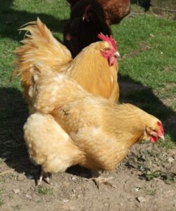 11 Yellow Chicken Breeds (Buff or Gold Colored)