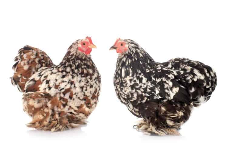 11 Chicken Breeds with Feathers on Feet