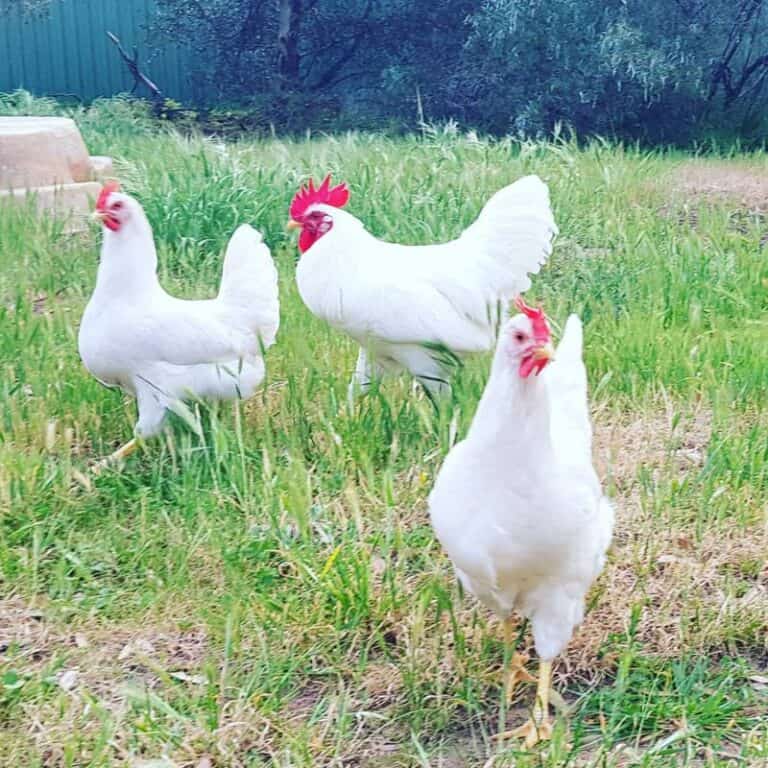 12 Best White Chicken Breeds You Will Love
