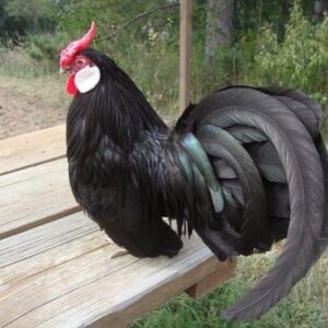 Top 15 Small Chicken Breeds: With Comparison Table