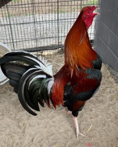 Top 9 Fighting Roosters Breeds & How To Spot The Best One